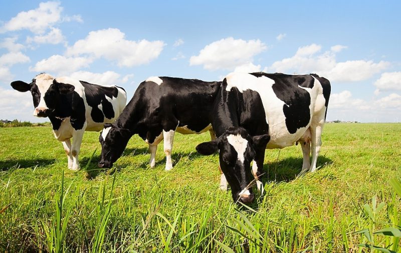 ROL - POL | Najlepszy sklep dla rolników | Produkty rolnicze