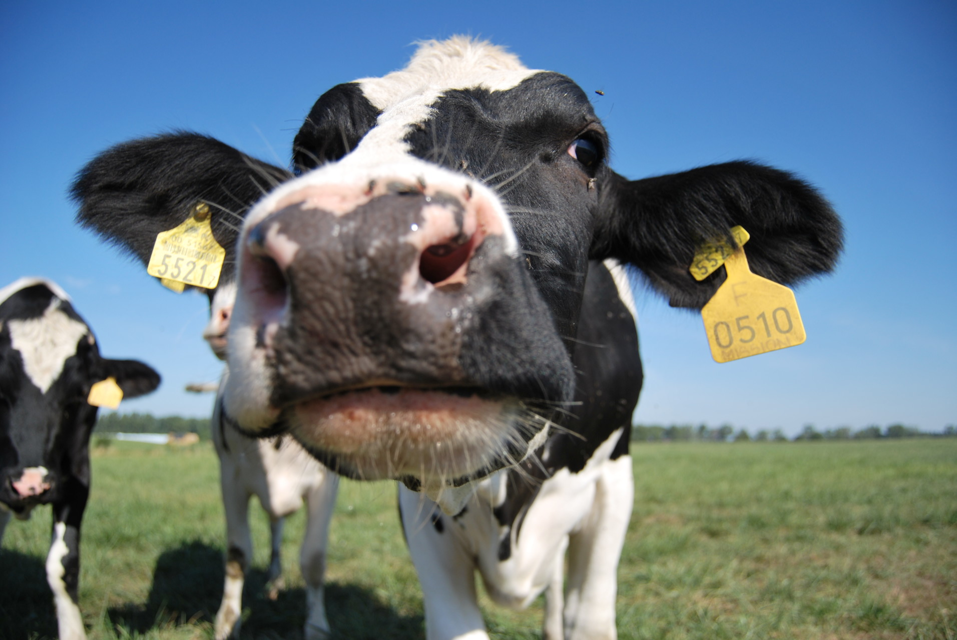🐮🌞 Stres cieplny, a Zdrowie Twojego Bydła 💪 Bydło - ROL-POL Centrum ...