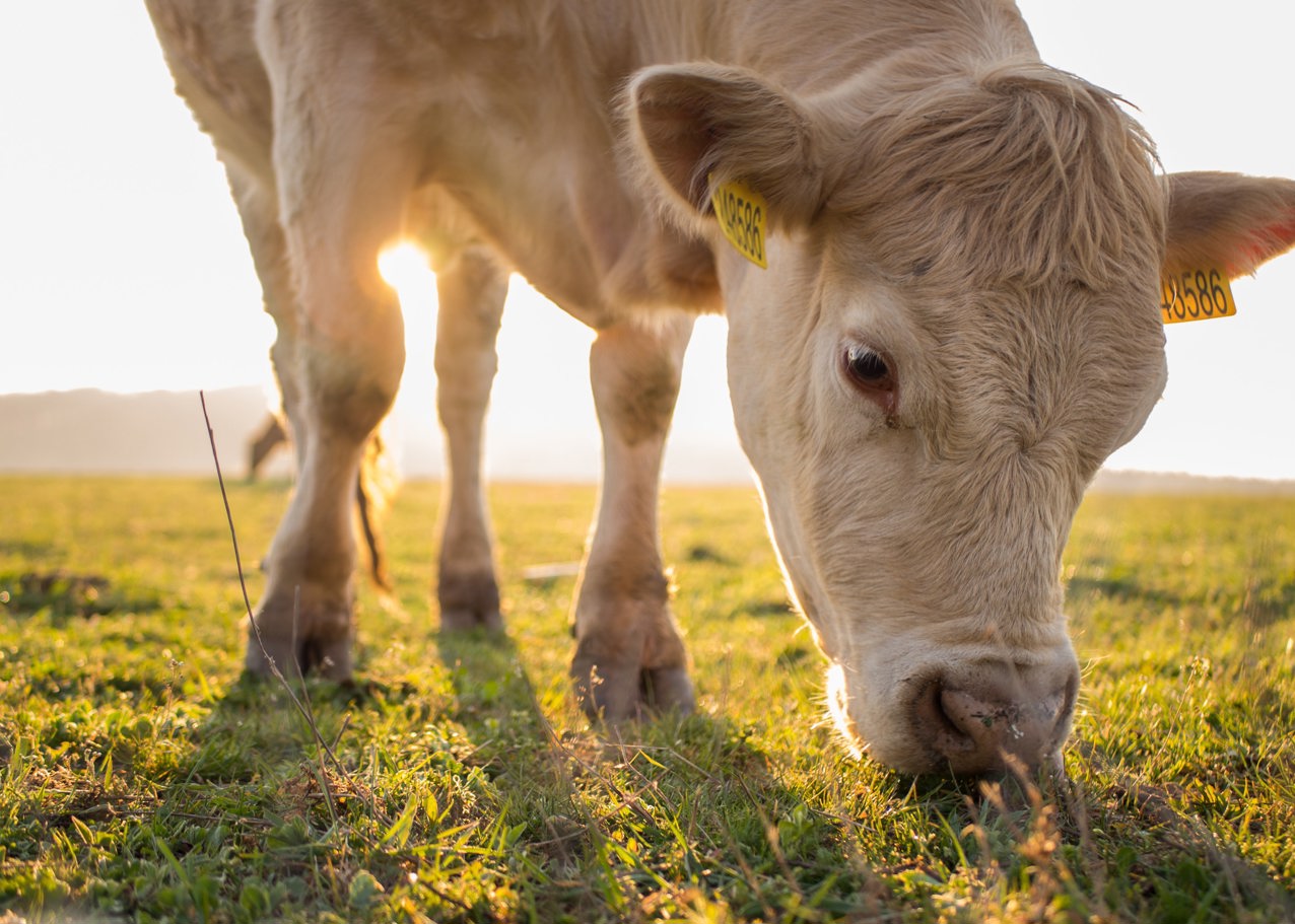 🐮🌞 Stres cieplny, a Zdrowie Twojego Bydła 💪 Bydło - ROL-POL Centrum ...