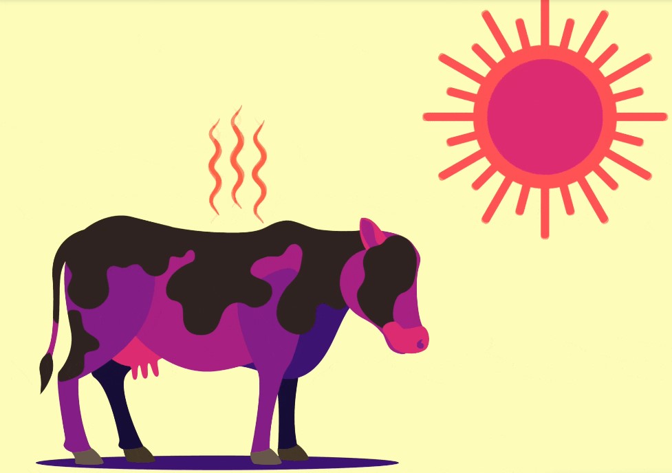 🐮🌞 Stres cieplny, a Zdrowie Twojego Bydła 💪 Bydło - ROL-POL Centrum ...
